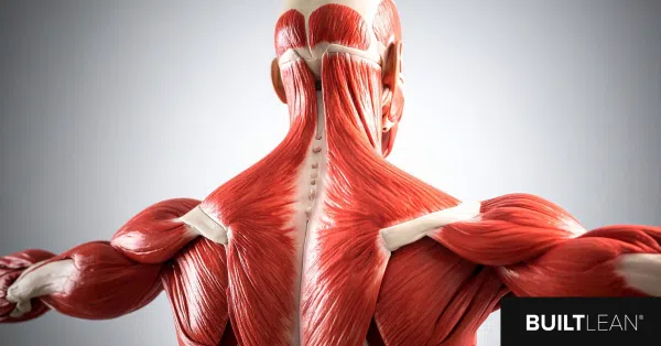 How Do Muscles Grow? The Science Of Muscle Growth - BuiltLean